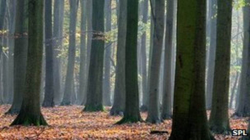 Climate change tree test begins - BBC News