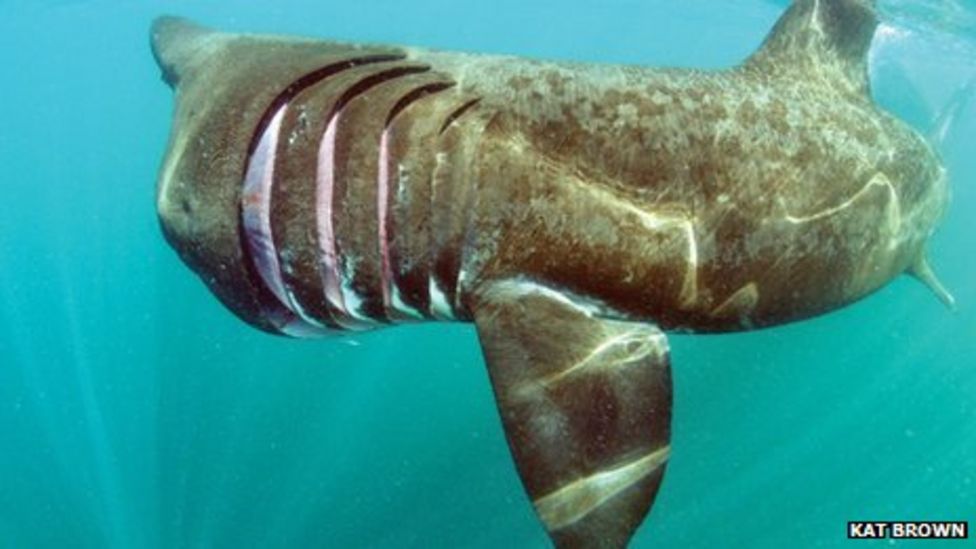 Cornwall Wildlife Trust hopes for more basking shark sightings - BBC News
