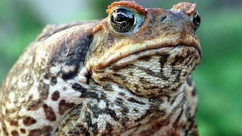Australian study says fences could halt cane toad menace - BBC News