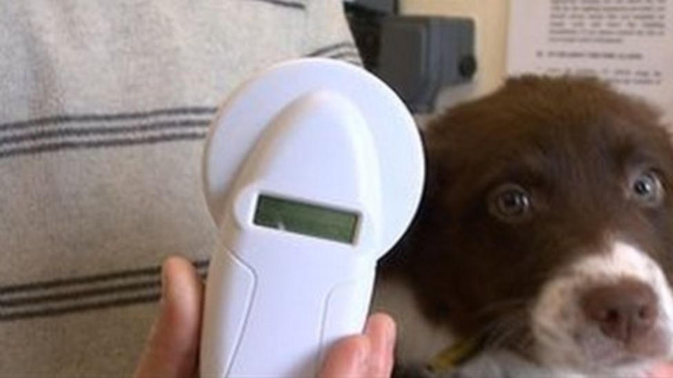 Dog map: Find the top pooch in your postcode - BBC News