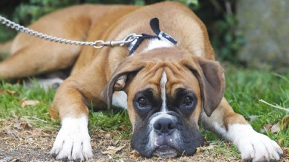 Boxer dog Wilson finds lost tortoise Terrie in Mold undergrowth - BBC News