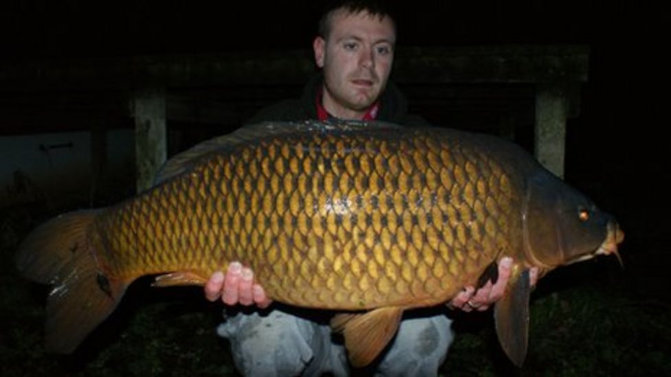 'Enormous' carp removed from Surrey's Boldermere Lake - BBC News