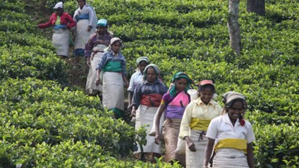 The 150-year-old story of Sri Lankan tea-making - BBC News