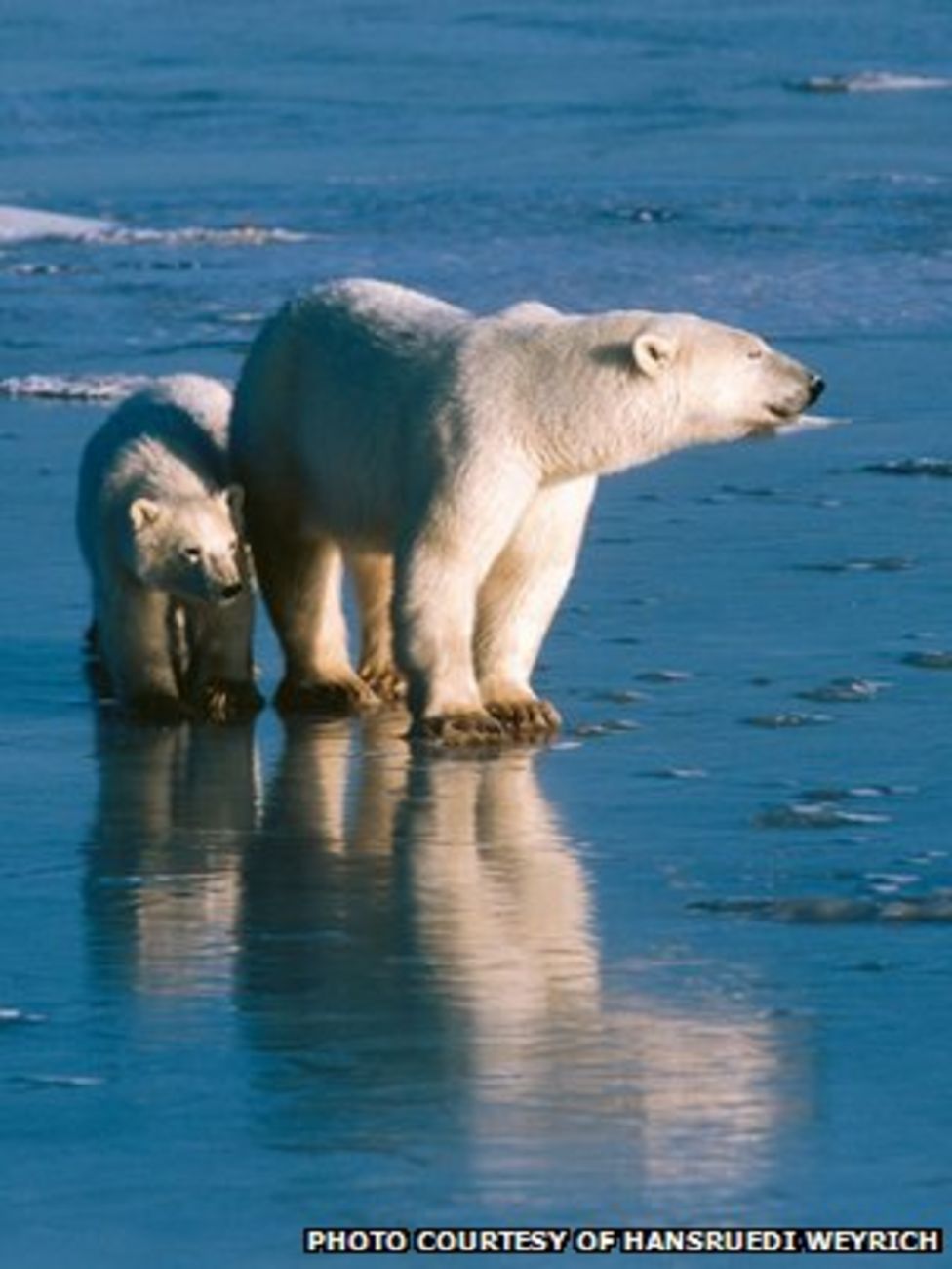 DNA reveals polar bear's ancient origins - BBC News