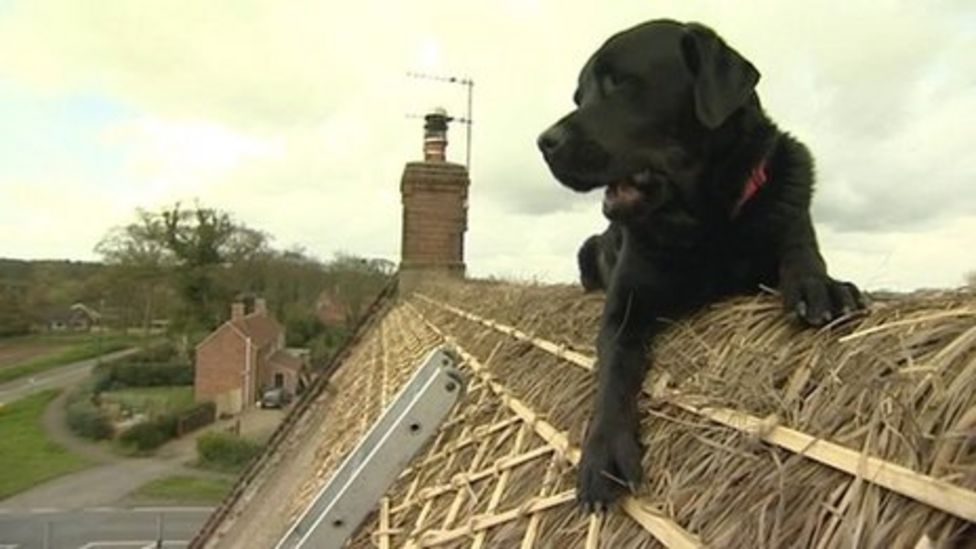 Norfolk Broads reed cutters keep ancient craft alive - BBC News