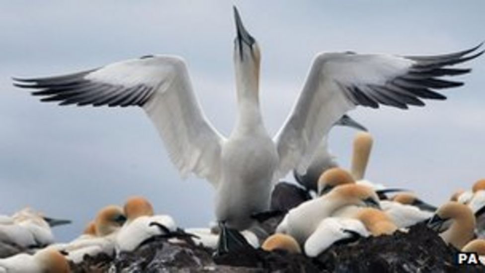 Guga tasting offered at Scotland's Festival of Museums - BBC News