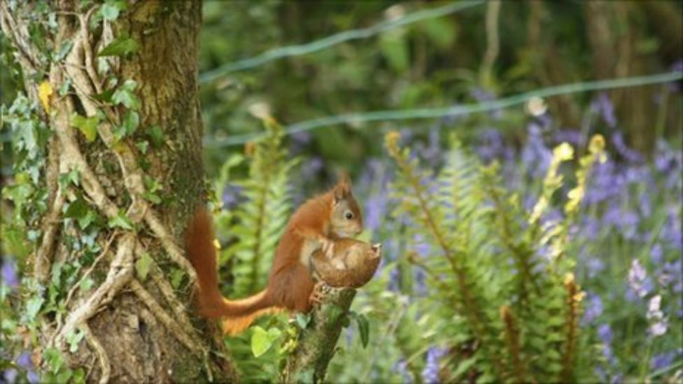 Grey squirrel culling may help reduce pox affecting red squirrels - BBC ...