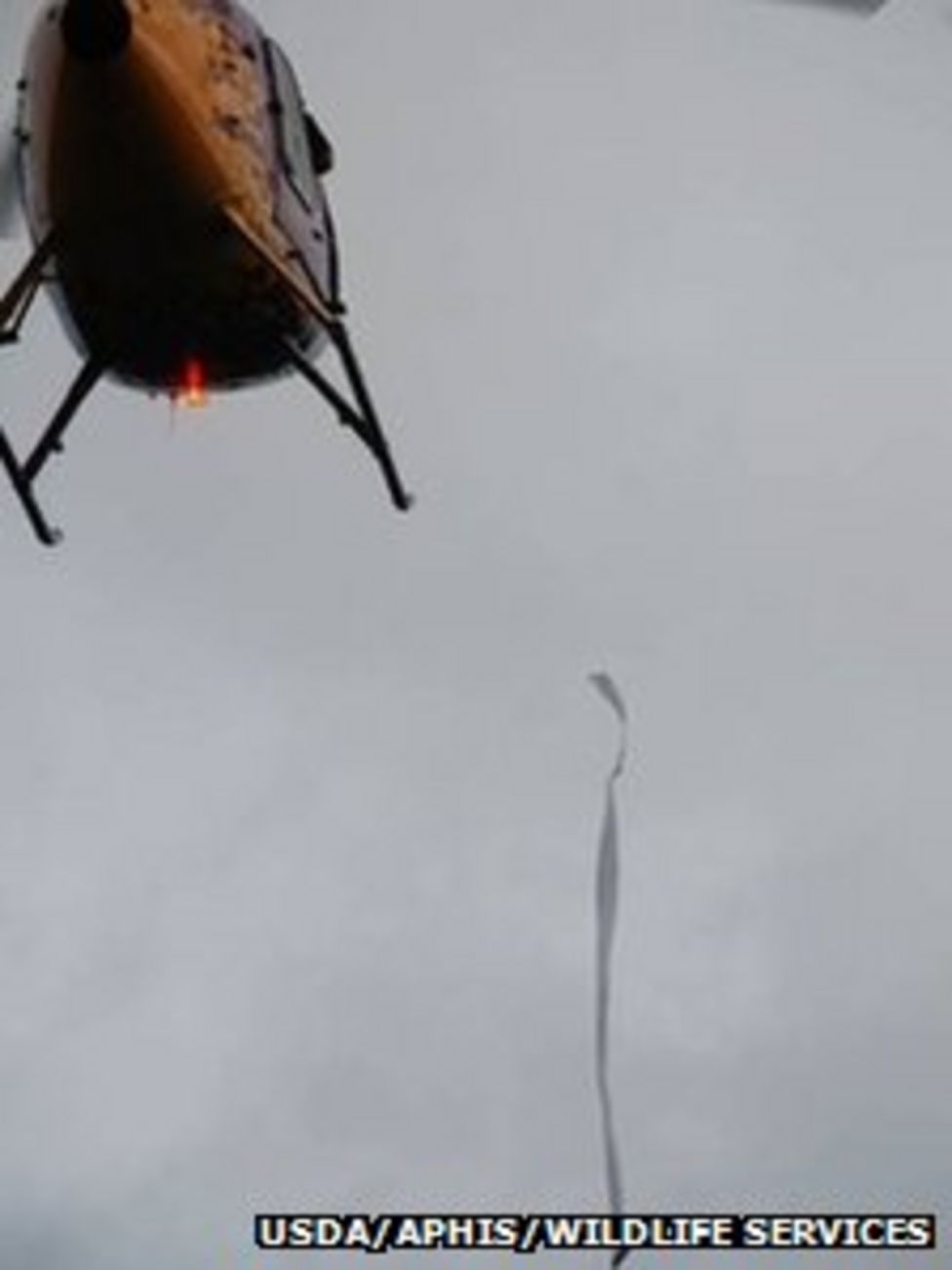 Battling the brown tree snake in Guam - BBC News