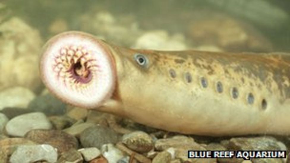 Cornwall's Blue Reef Aquarium cares for rare lamprey - BBC News