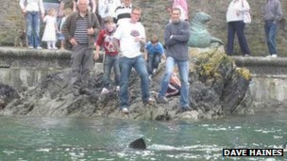 Basking shark spotted in Looe harbour, Cornwall - BBC News