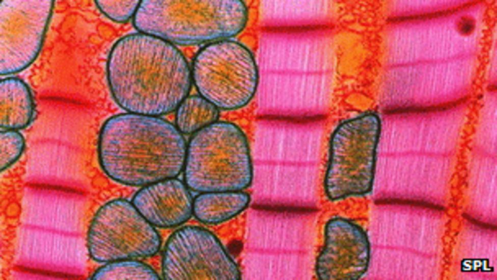 Skin cells turned into healthy heart muscle cells - BBC News