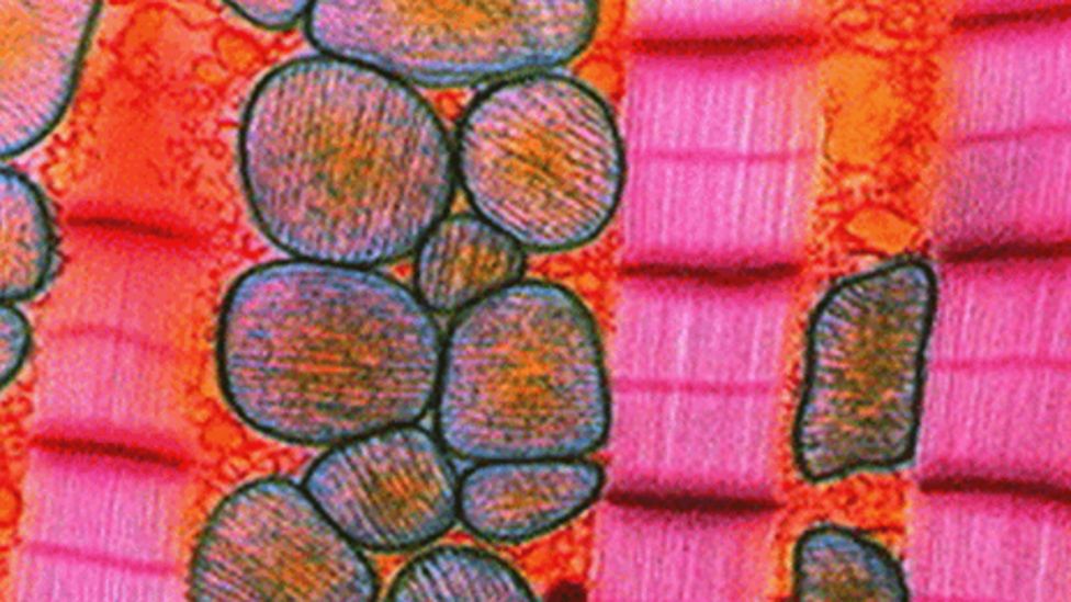 Patch May Boost Repair After Heart Attack Bbc News