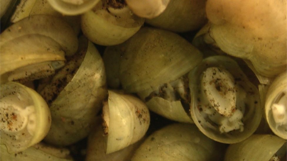 Limpet teeth set new strength record - BBC News