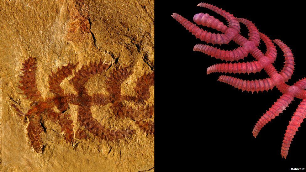 Scientists announce their favourite new animal species - BBC Newsround