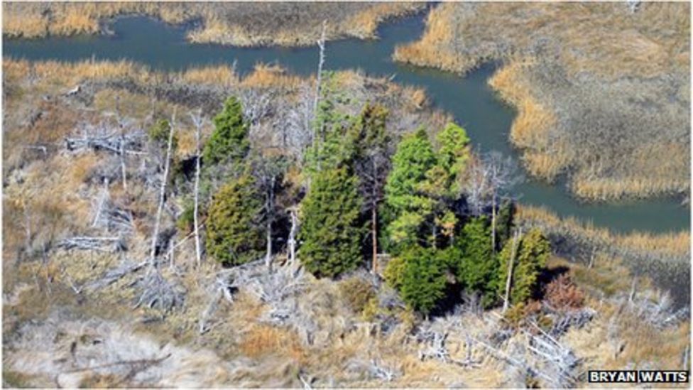 Virginia's dying marshes and climate change denial - BBC News