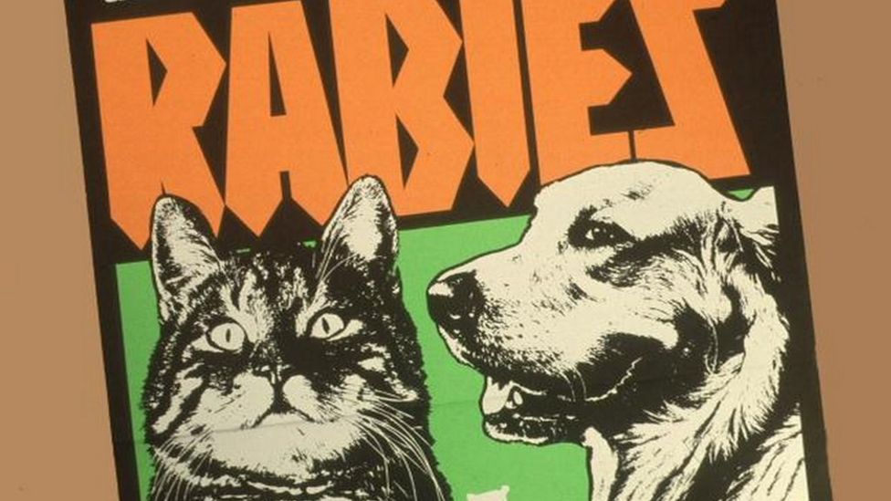 Woman with rabies dies at London hospital - BBC News