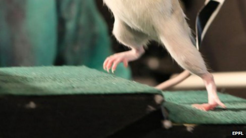 Paralysed rats 'learn to walk' - BBC News