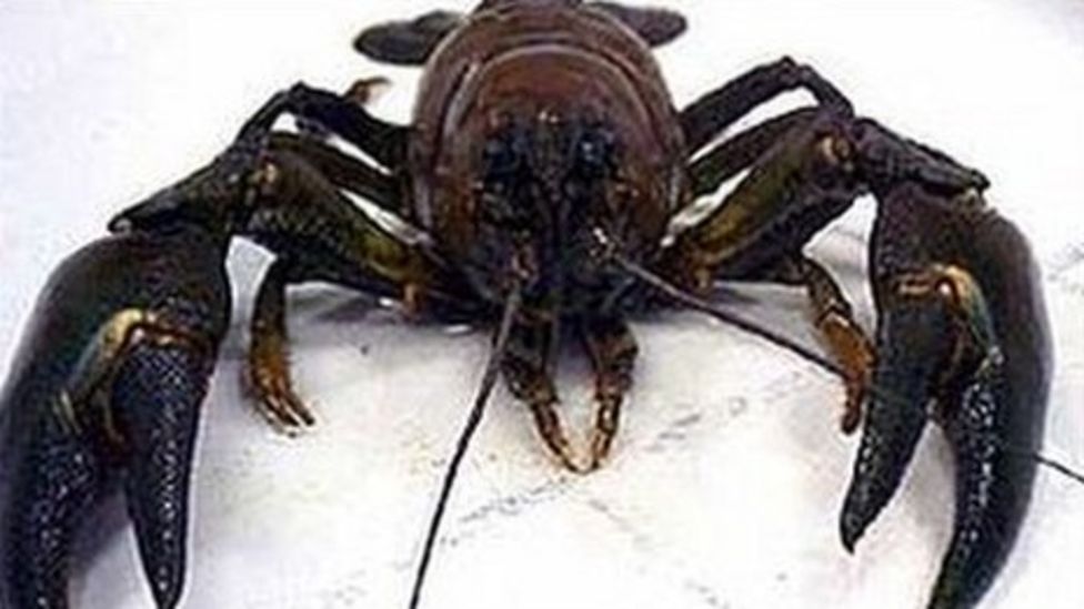 Pond at Ballachulish 'free' of invasive crayfish - BBC News