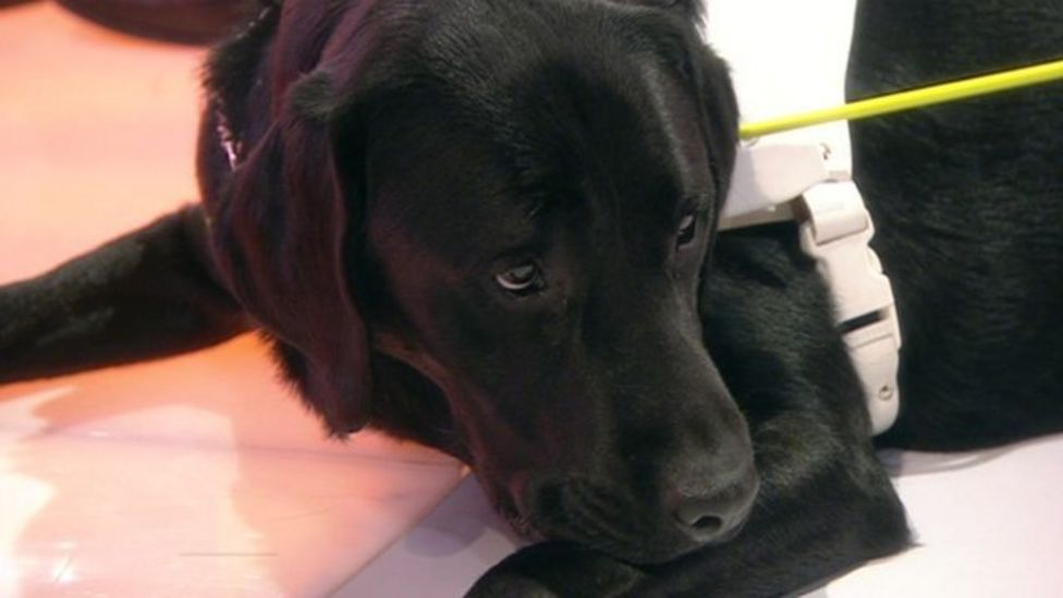 Poodle killed in 'horrific' dog attack in Poplar - BBC News