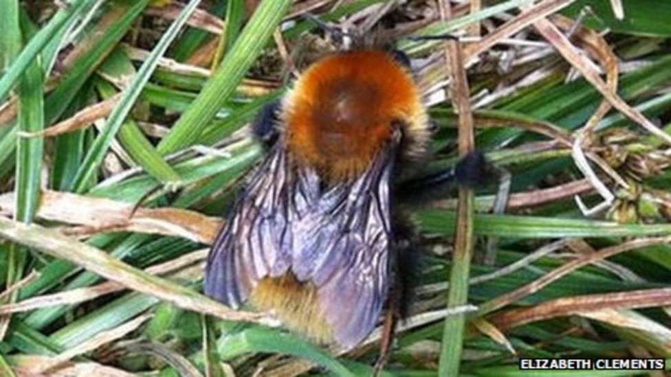 Rare Scilly bee photographed on St Martins - BBC News