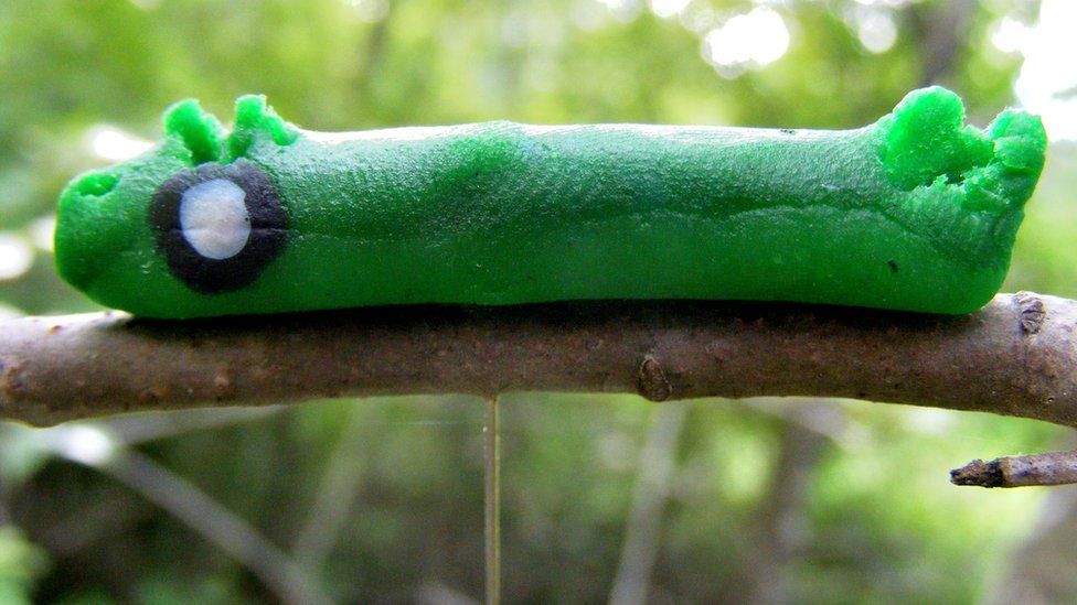 Pictures: Fake caterpillars help scientists to trick birds - BBC Newsround