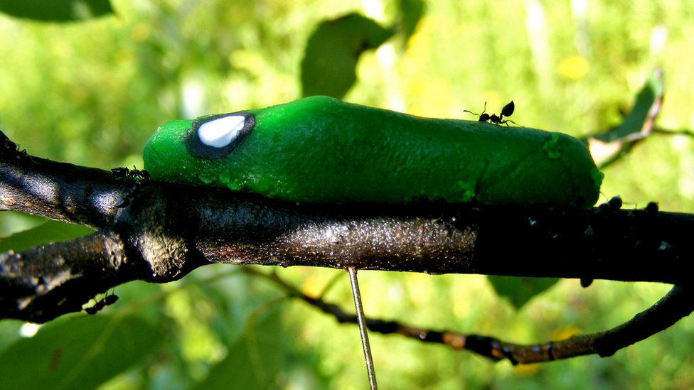 Pictures: Fake caterpillars help scientists to trick birds - BBC Newsround