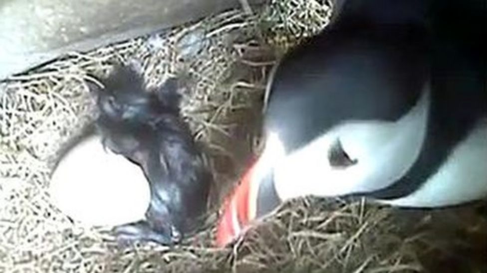 Puffin hatches live on camera on Shetland - BBC News