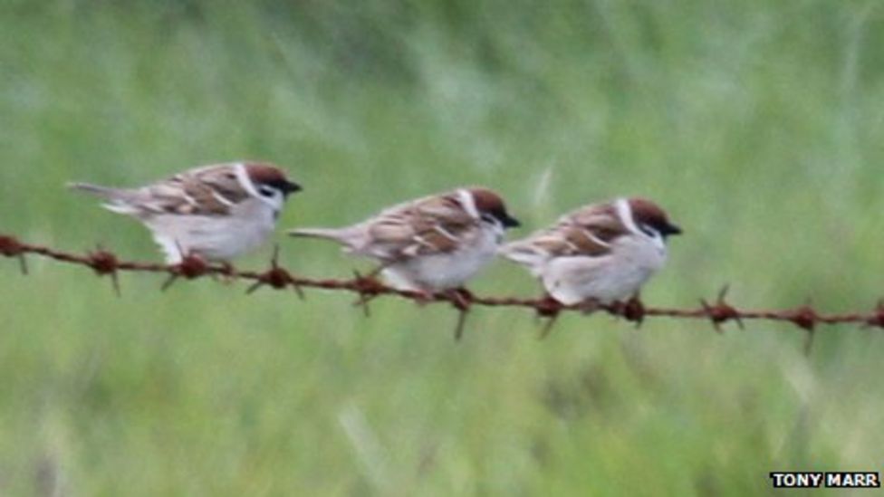 Tree sparrows breeding again on Lewis - BBC News