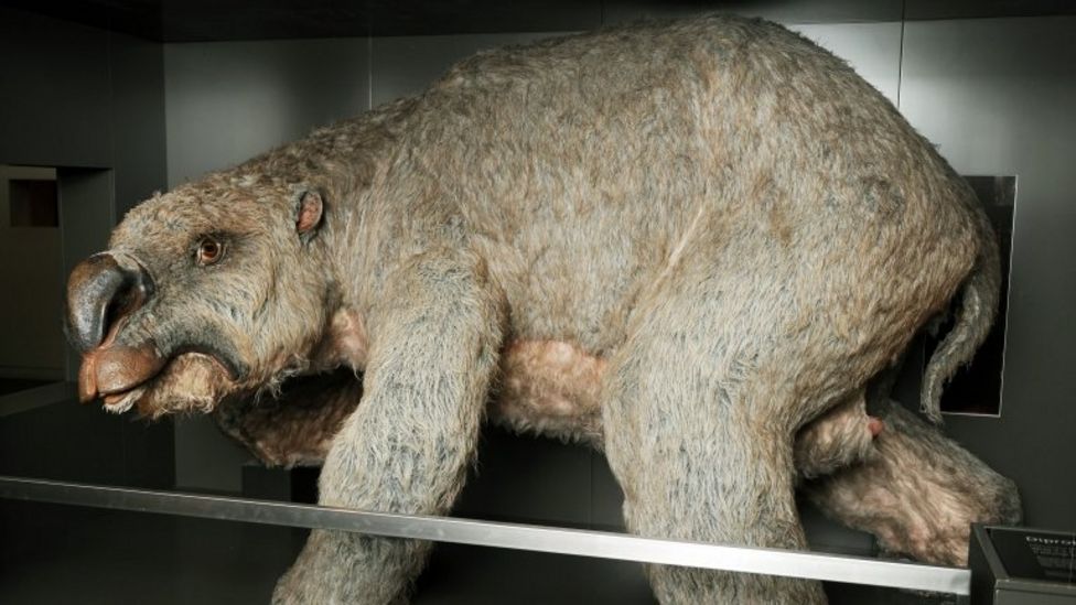 Mega-wombat the size of a bear discovered! - BBC Newsround