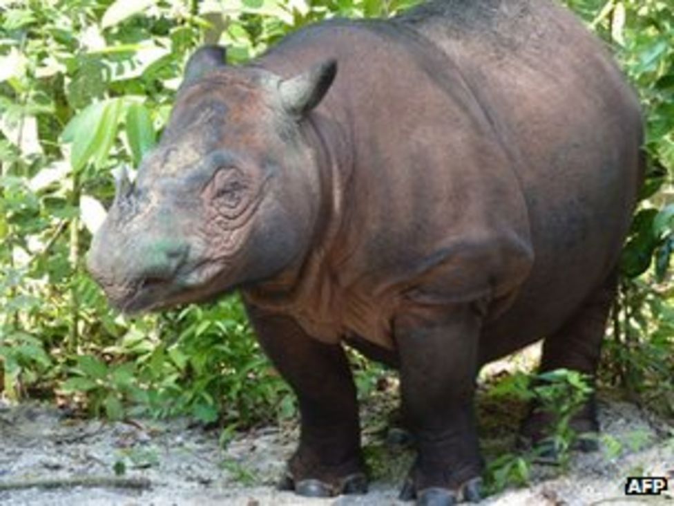 Endangered Sumatran rhinoceros born in captivity - BBC News