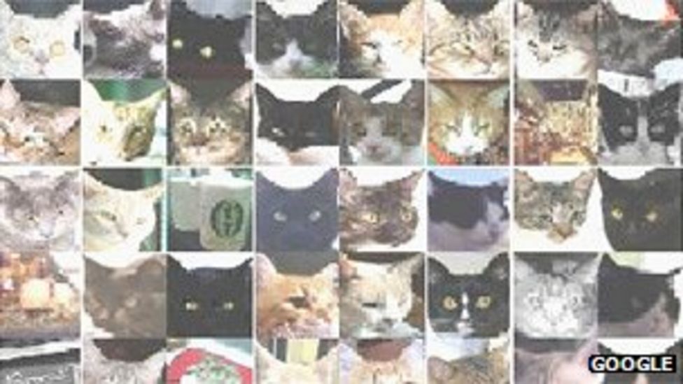 Google computer works out how to spot cats - BBC News