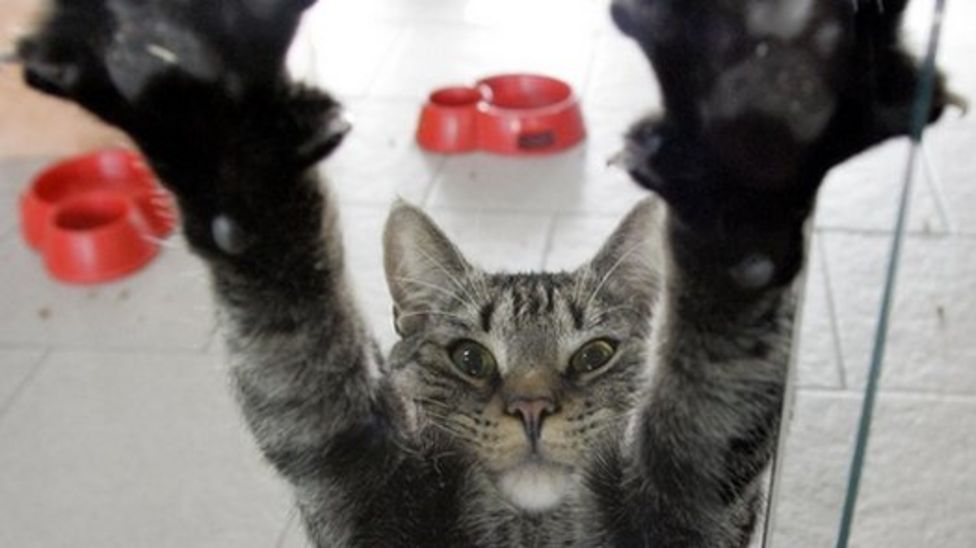 Google makes image recognition advance - BBC News