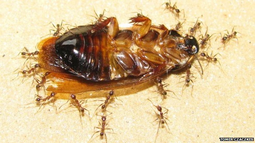 Ants use 'smelly trail' to help each other - BBC Newsround