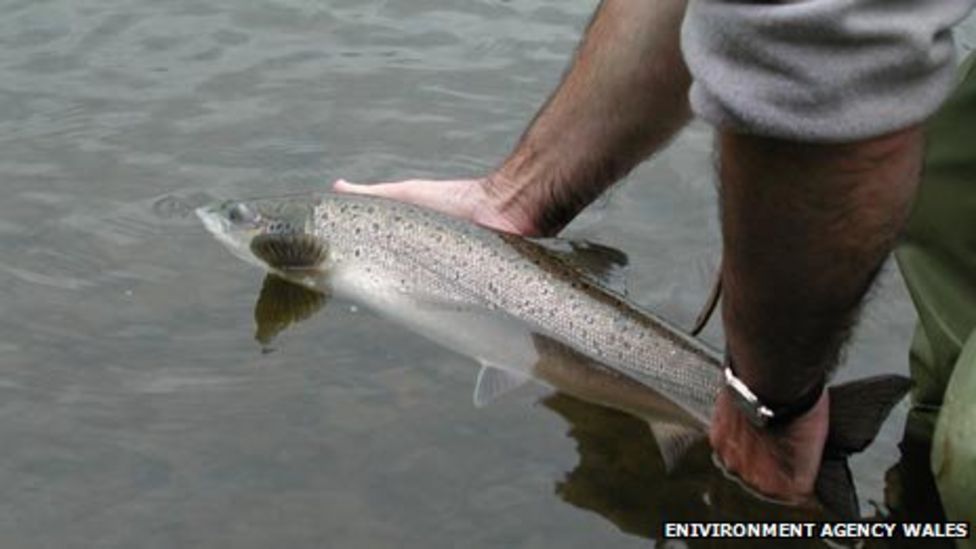 Wye salmon by-law on landing fish welcomed - BBC News