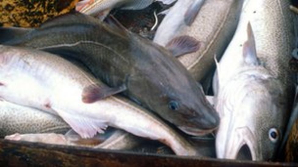 Cod stocks in North Sea 'increasing' says Ices report - BBC News