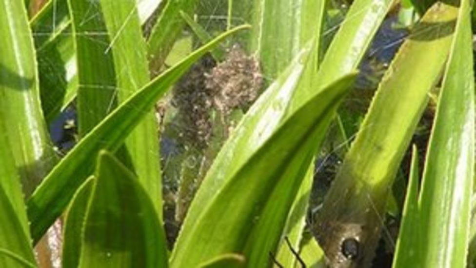 Rare fen raft spiders breeding in Suffolk - BBC News