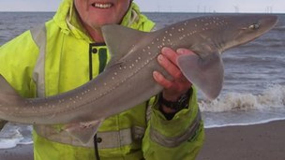 Smooth-hound shark numbers rise off Lincolnshire coast - BBC News