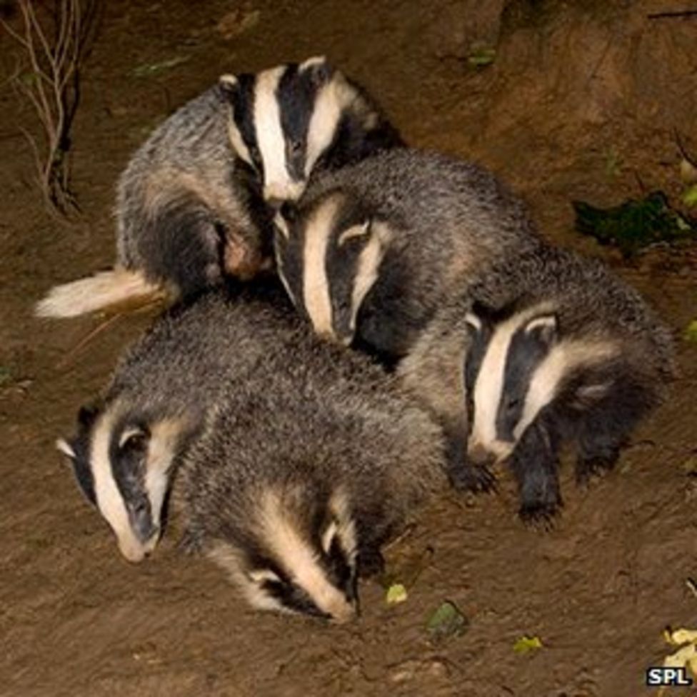 Badger culling legal challenge fails - BBC News