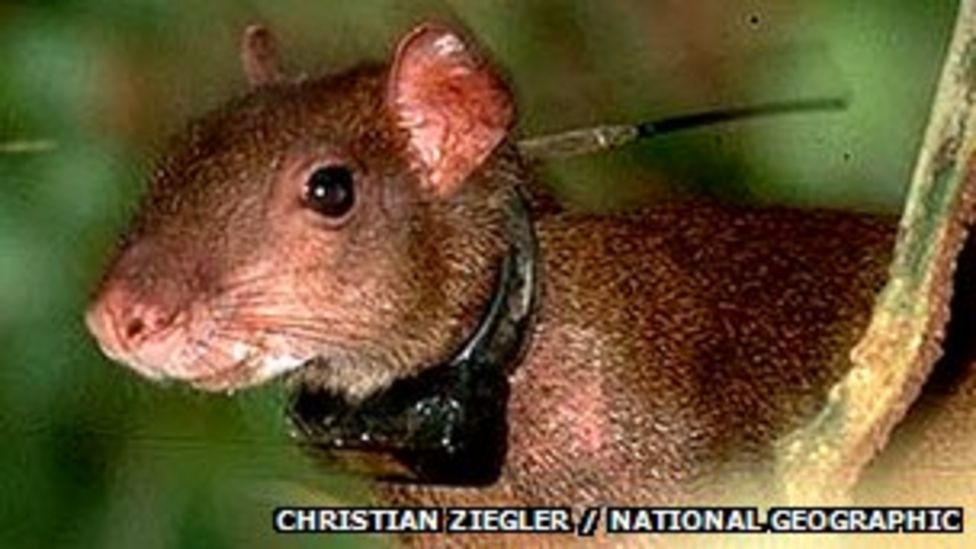 Thieving rodents are 'rainforest saviours' - BBC News