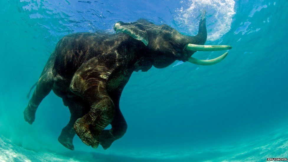 Pictures: Wild Planet photographs on display - BBC Newsround