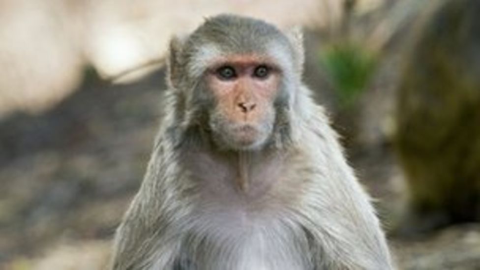 Longleat Safari Park macaque monkey captured with fruit trap - BBC News