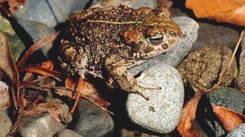 Heavy rain aids return of natterjack toads to Hodbarrow reserve - BBC News