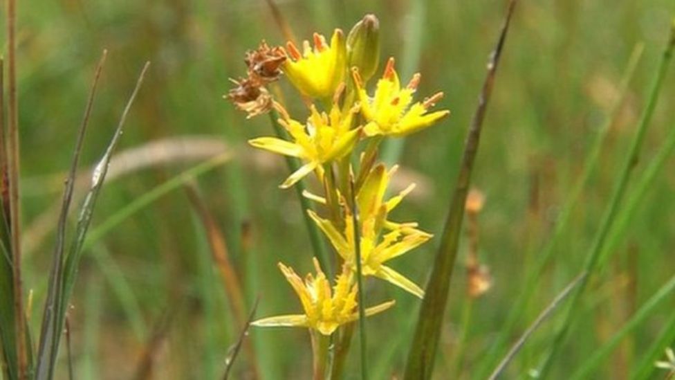 Isle of Man has joined Unesco's network of biosphere sites - BBC News