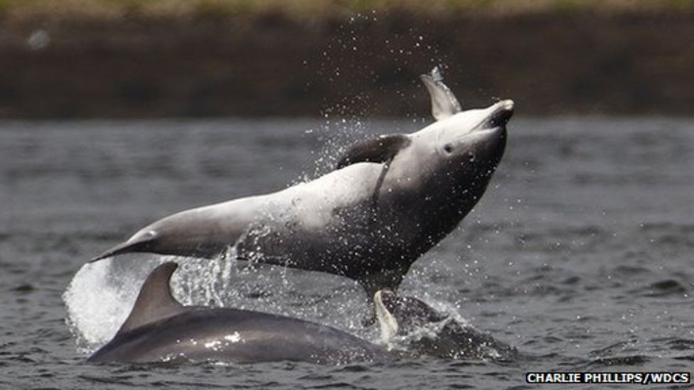 Beauly Firth bottlenose dolphin numbers 'best in years' - BBC News