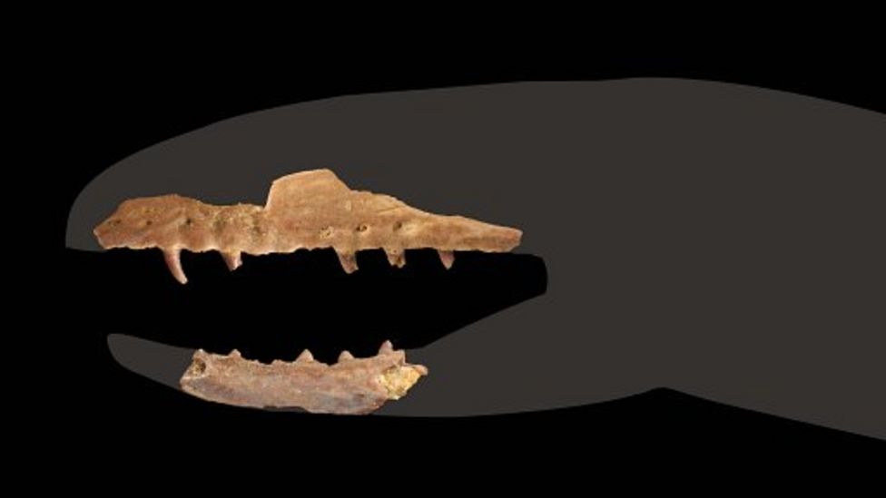 Four-legged snake ancestor 'dug burrows' - BBC News