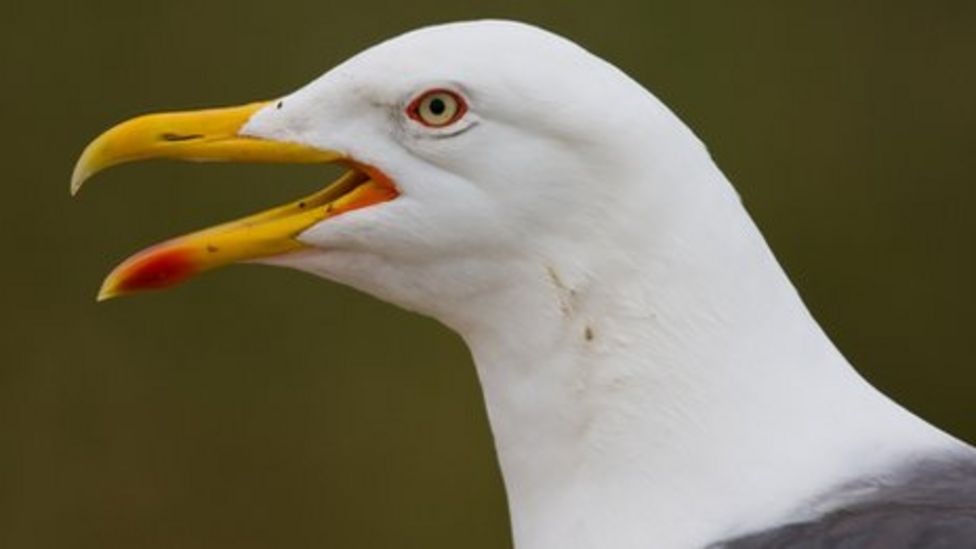 Gloucester's urban gull population has risen 'inexorably' - council ...