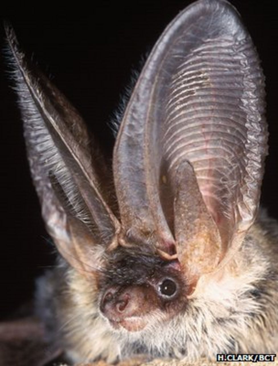 Maps offer insight into UK bat distribution - BBC News