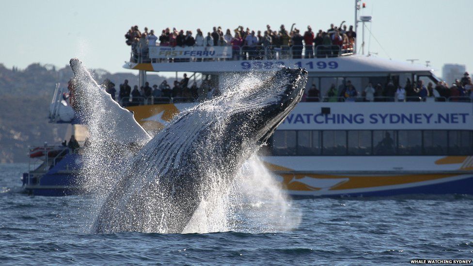 Humpback whale's amazing 10,000 kilometre journey - BBC Newsround
