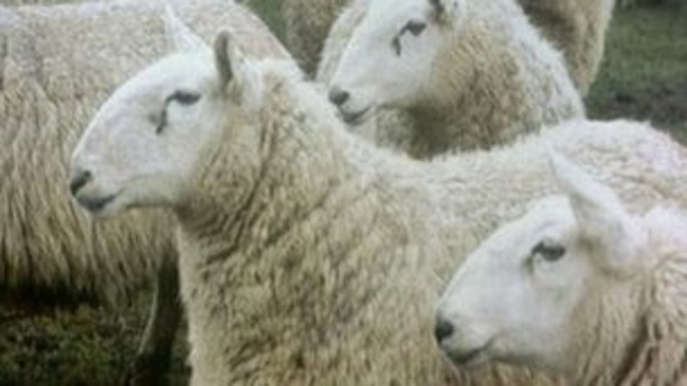 Cross-border operation to combat sheep smuggling - BBC News
