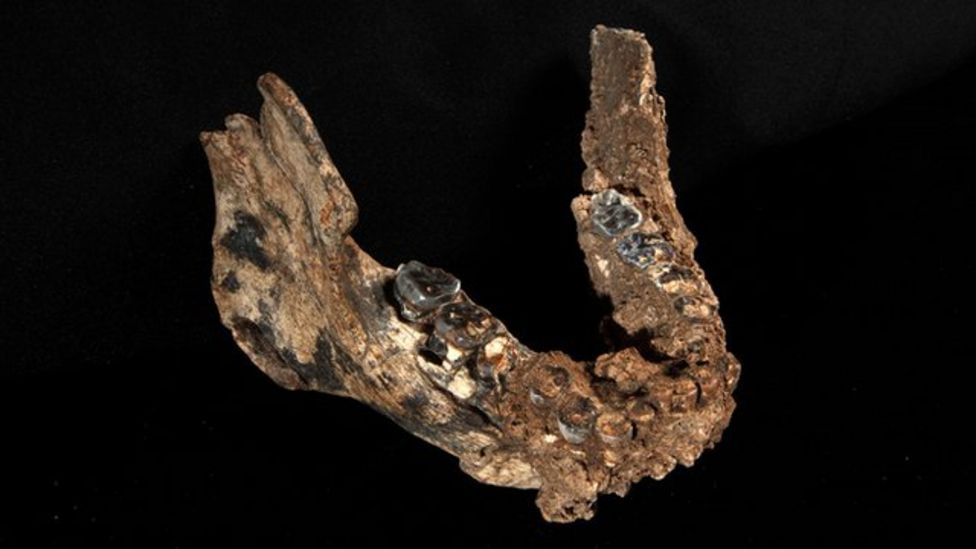 'New species' of ancient human found - BBC News